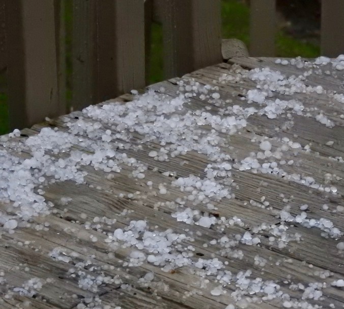 Share Your World | Hail, Hail, Spring Is Here | THE SPECTACLED BEAN