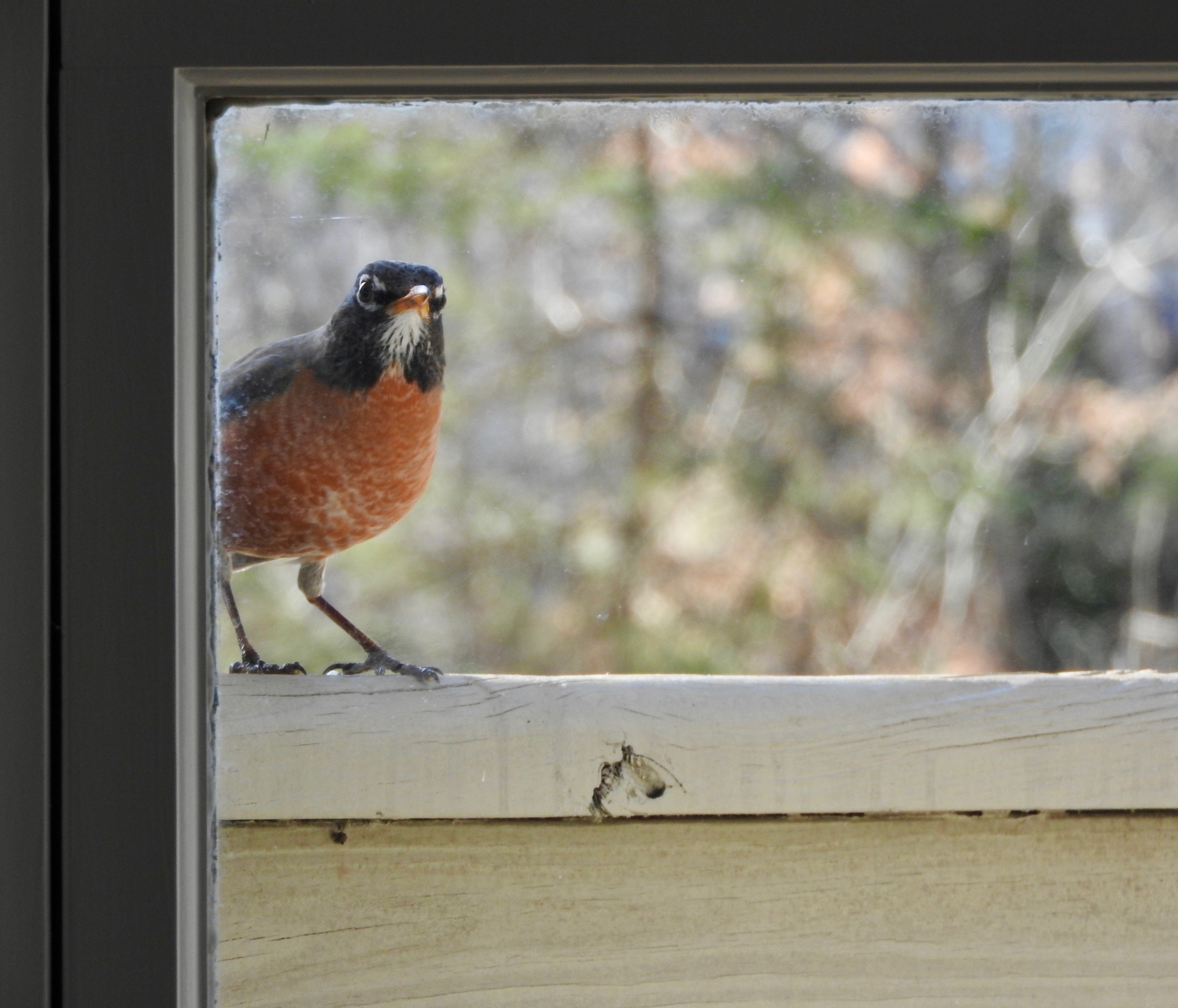 The Tale Of The Nosy Robin + Reading Material For Your Edification ...