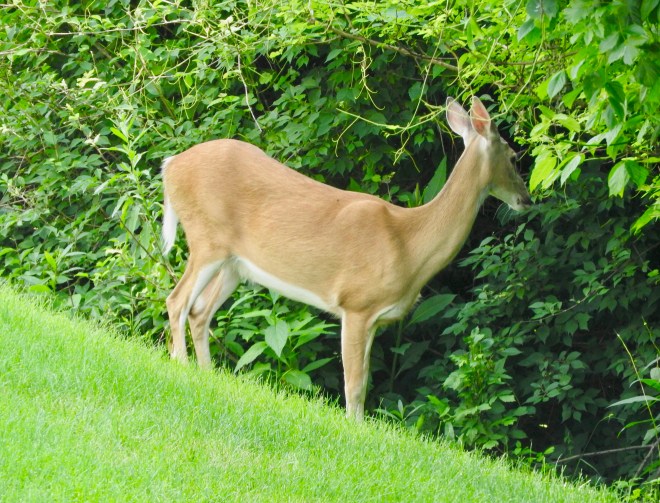 Revisiting The Quaker Questions: Say What? Naked Who? | THE SPECTACLED BEAN